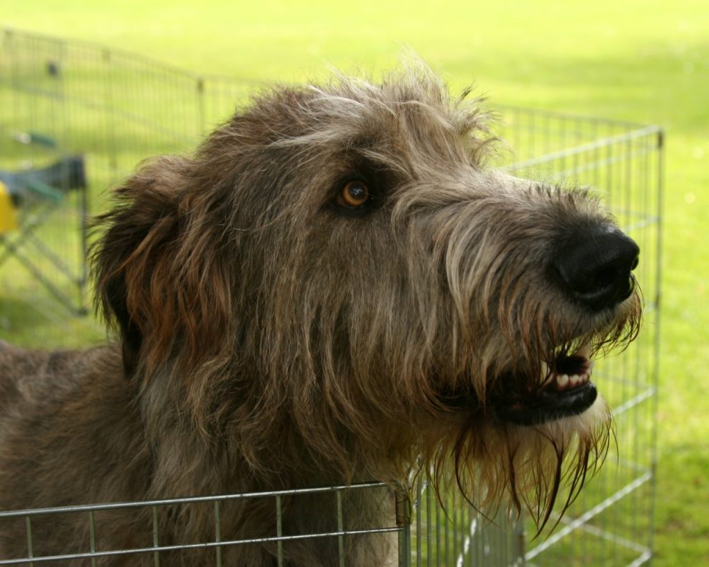 View Irish Wolfhound Gif - Pet Wallpapers | Adorable Animal Backgrounds