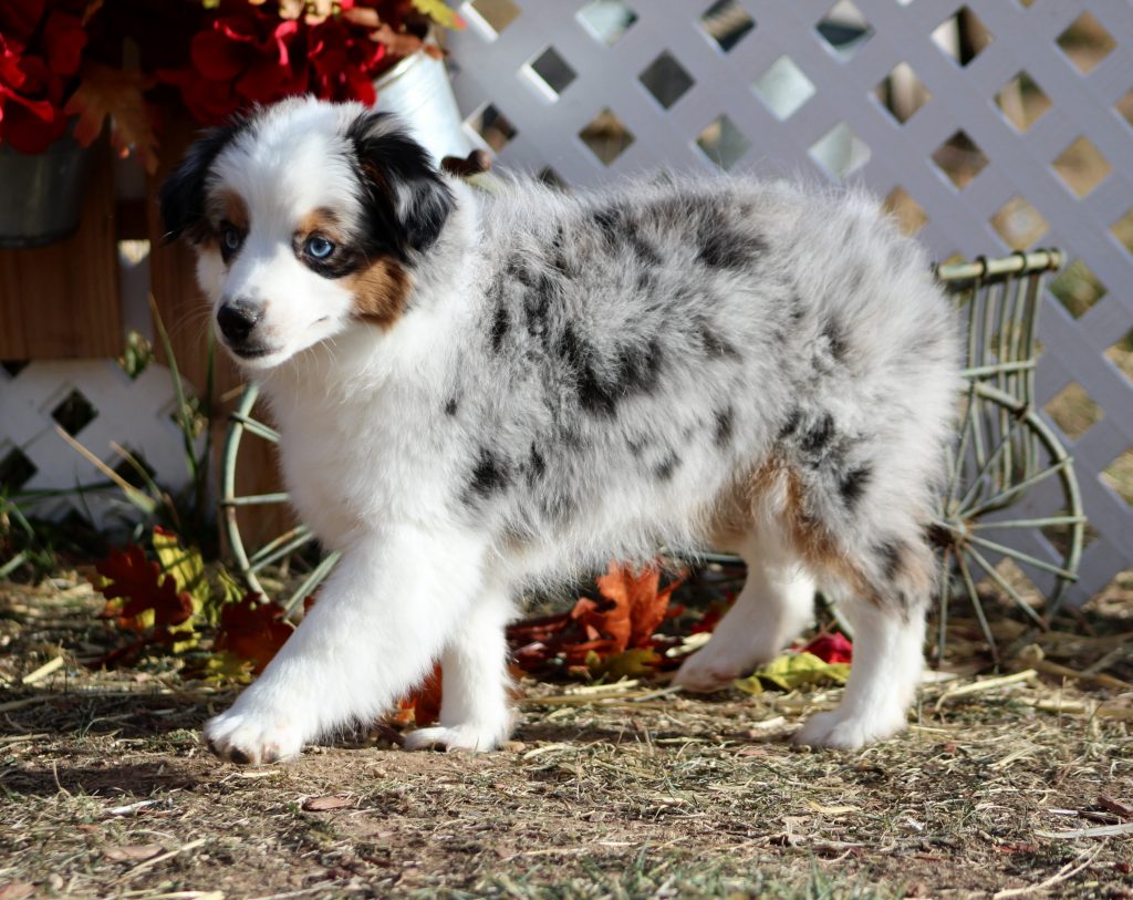 22+ Blue Merle Pics - Pet Wallpapers | Adorable Animal Backgrounds